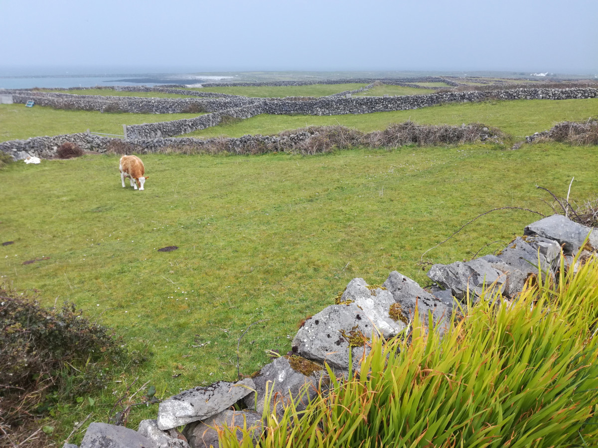 Inis Oírr & Inis Mór - Les îles d'Aran - Mathilde